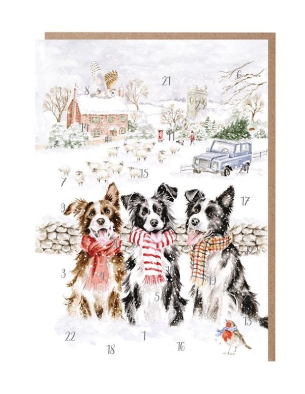 Wrendale Design - Adventskalender Border Collie - Karte - pfoetli-shop GmbH